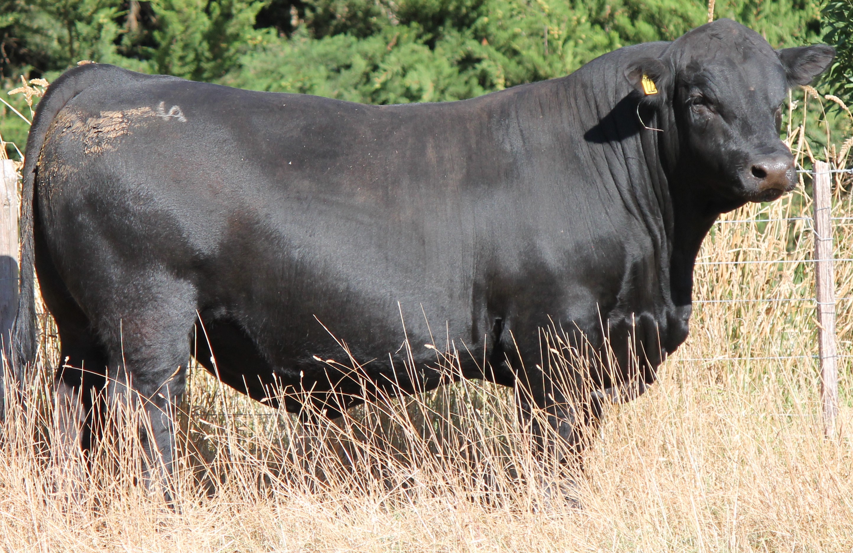 Lanark Angus | Lanark Angus