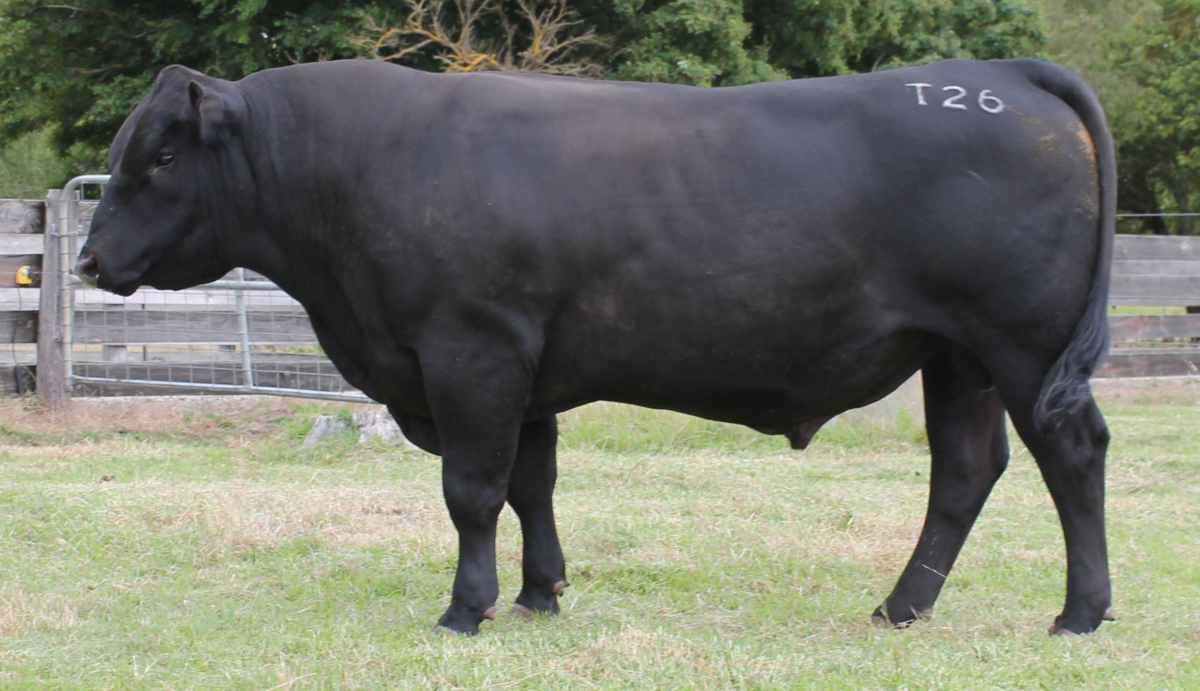 Lanark Angus | Sales