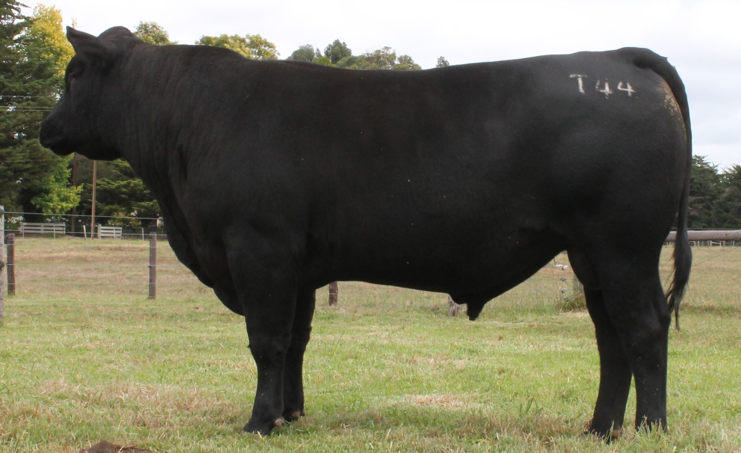 Lanark Angus | Sales