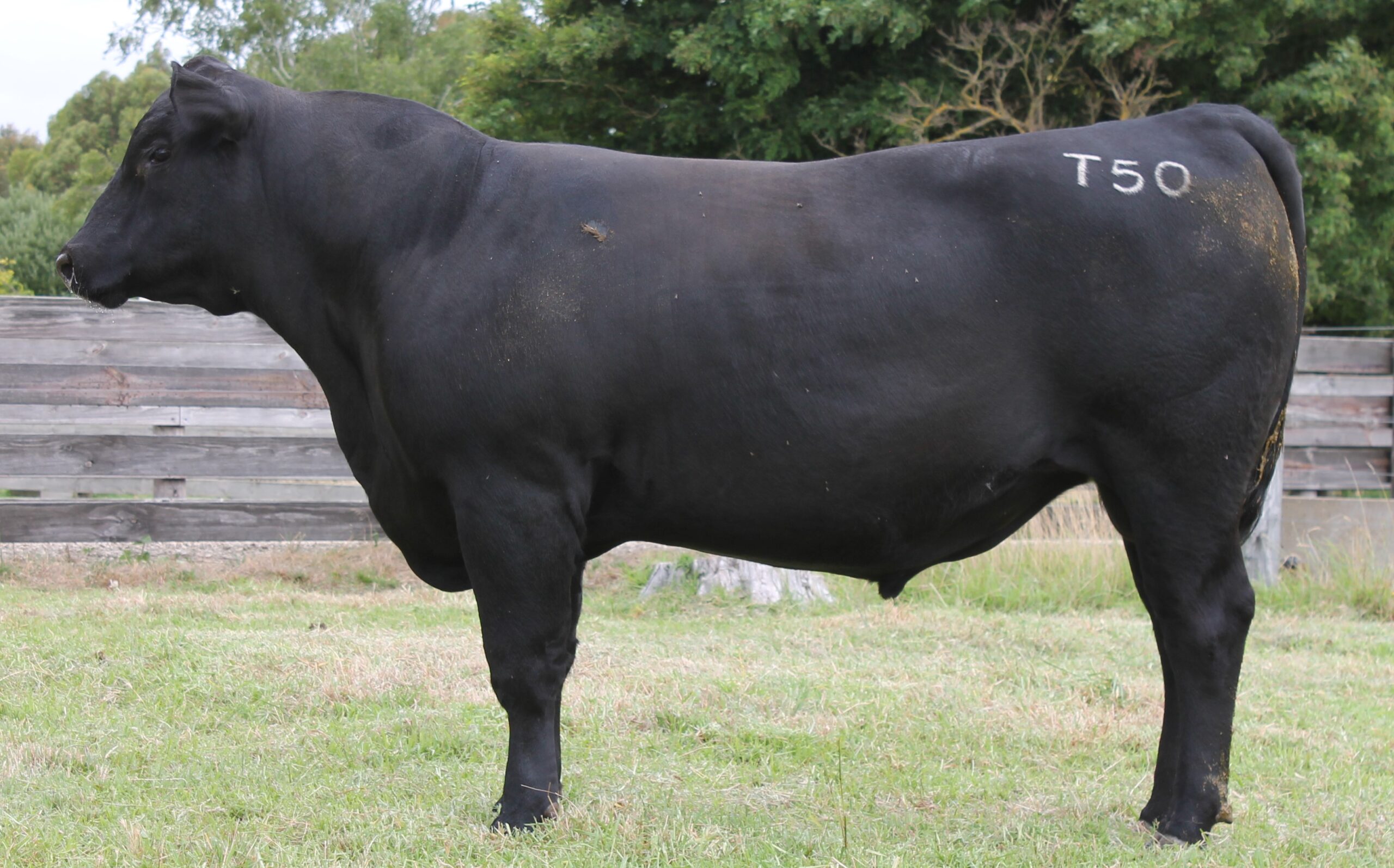Lanark Angus | Sales